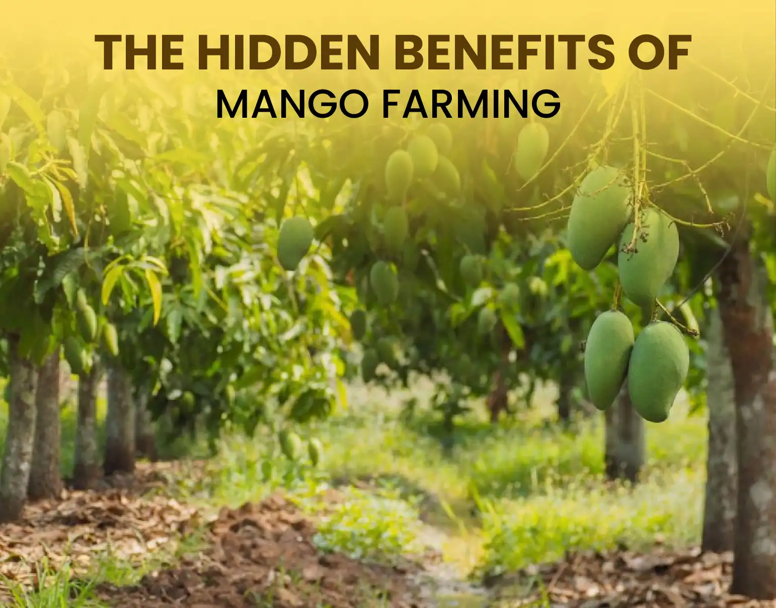 Mango farm production trends for 2024-2025: An estimated 4.2% increase ...