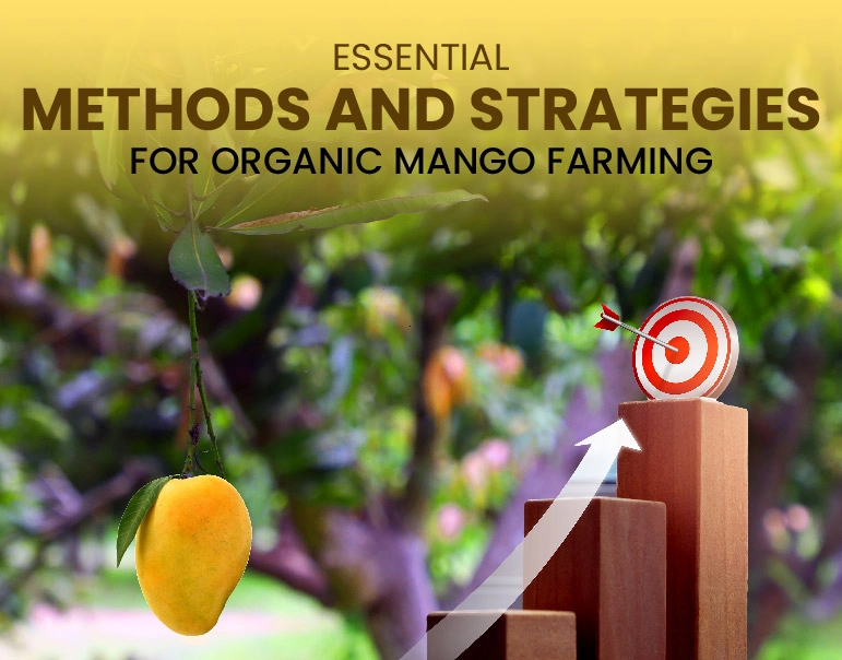 Mango farm production trends for 2024-2025: An estimated 4.2% increase ...